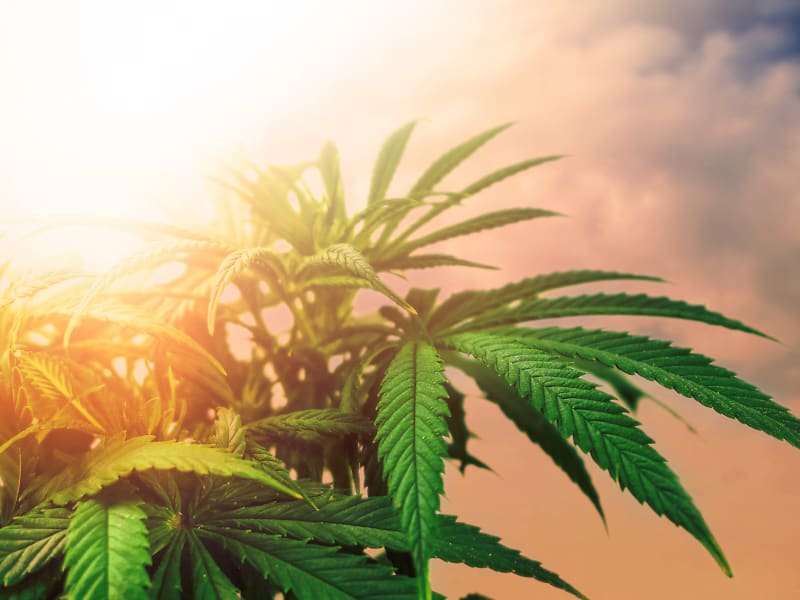 How To Open A Marijuana Dispensary Business | Weed Store